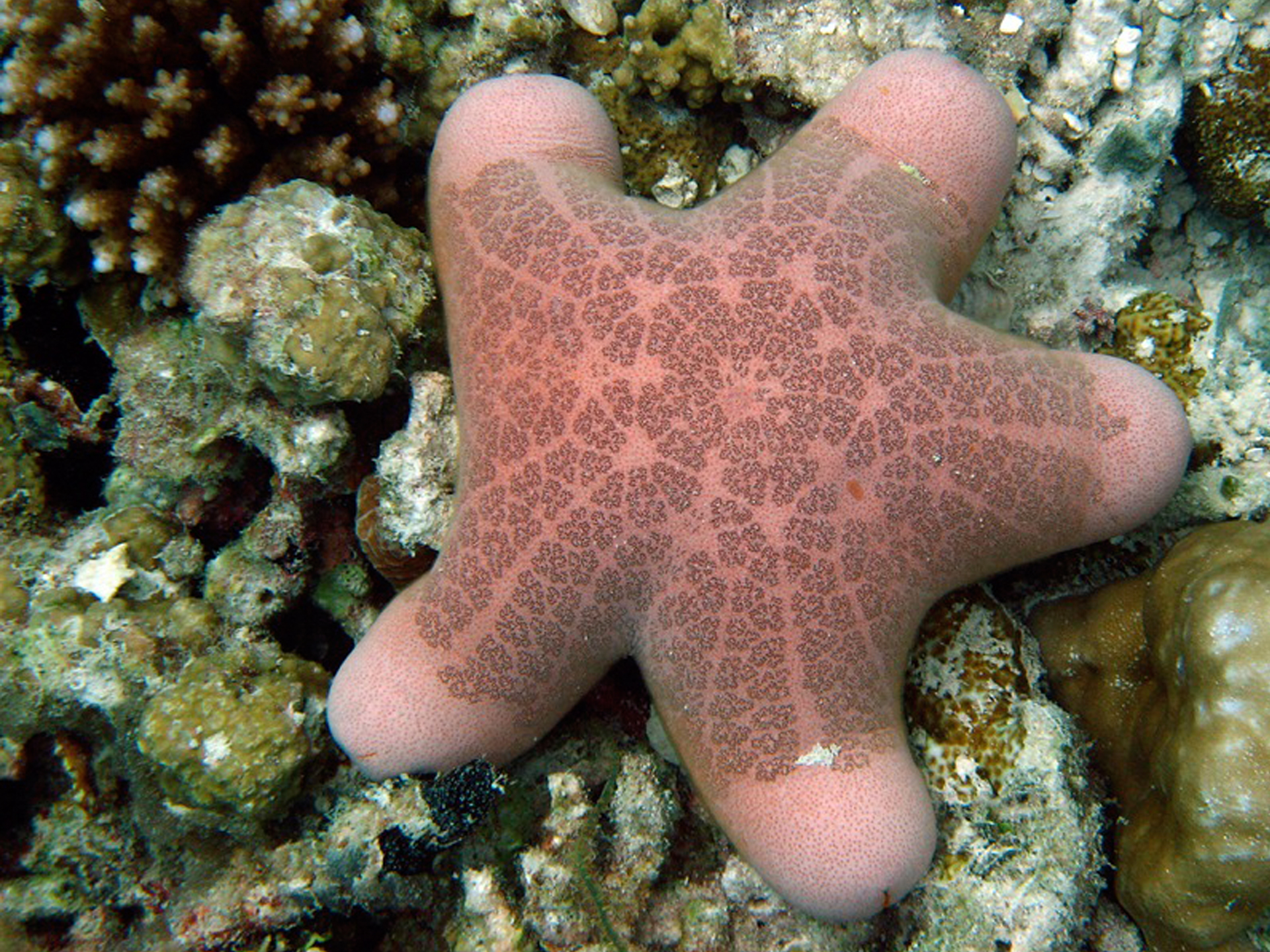 Choriaster_granulatus - Jens Wiesner